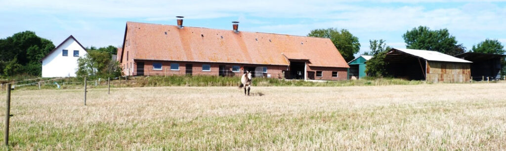 Amonas – Were dreams come true